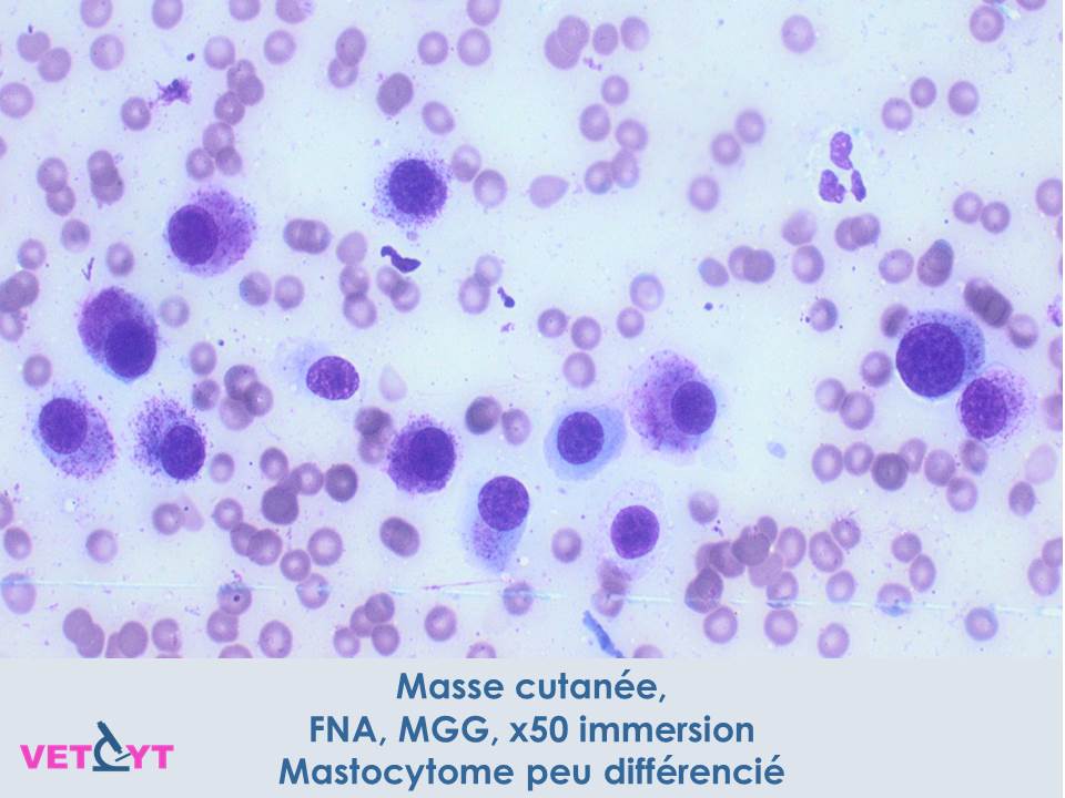 VETCYT : Expert en cytologie vétérinaire